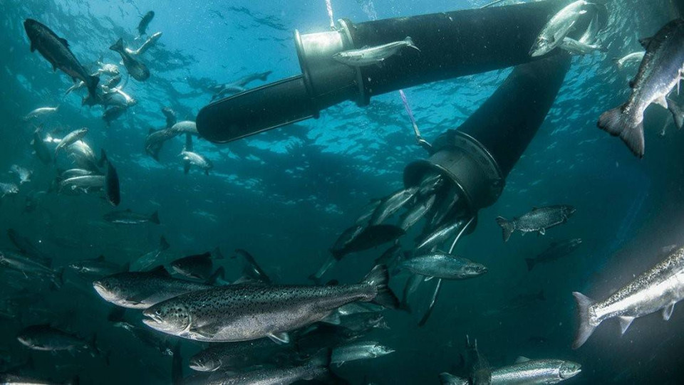 Our hoses meet the sea – hoses for fish pumping | MTG S.p.A.